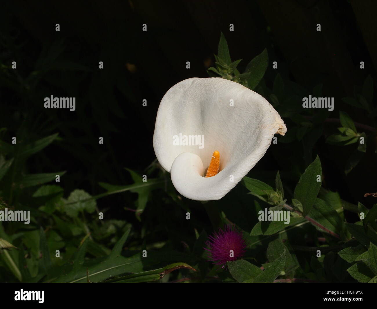 Calla lilly plant hi-res stock photography and images - Alamy