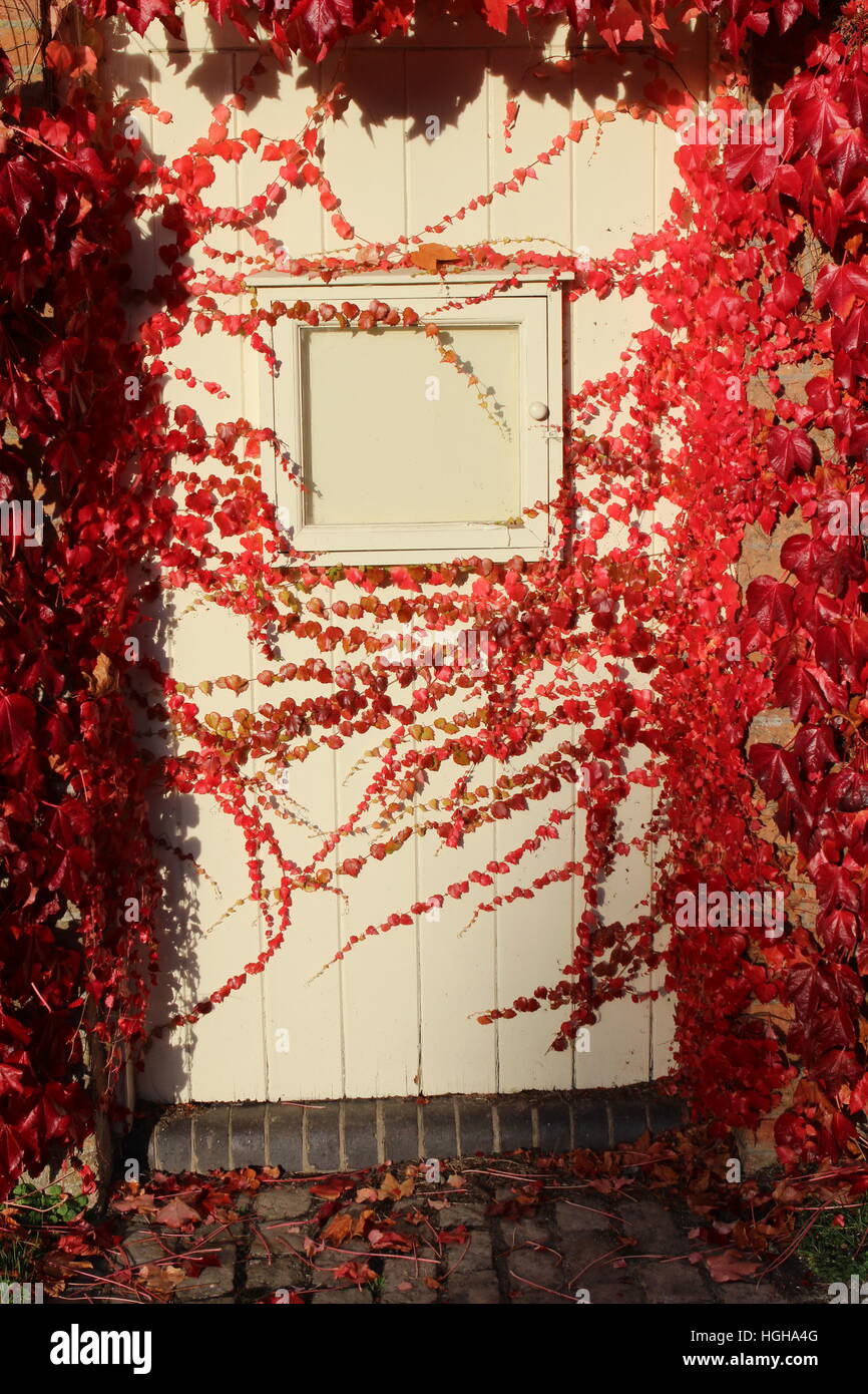 Red vine runners hi-res stock photography and images - Alamy