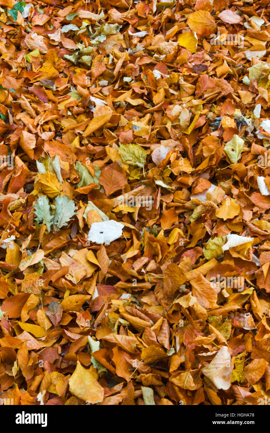 Dry autumn leaves background Stock Photo - Alamy