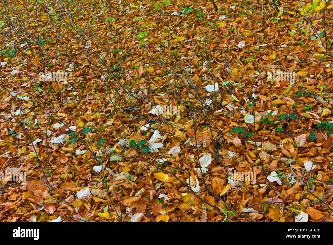 Dry autumn leaves background Stock Photo - Alamy
