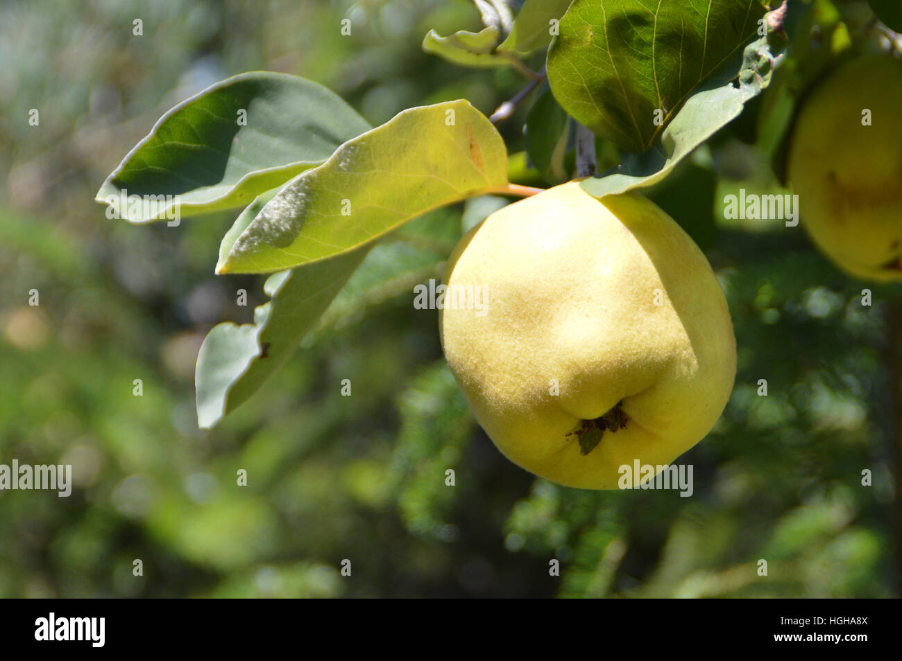 Ripe Quince on the Tree Stock Photo - Alamy