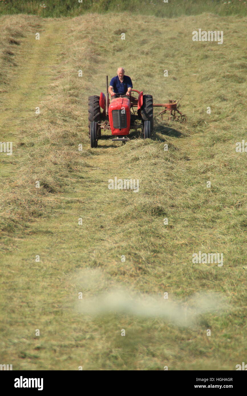 Farmer in a field on a vintage Massey Ferguson tractor turning grass to ...