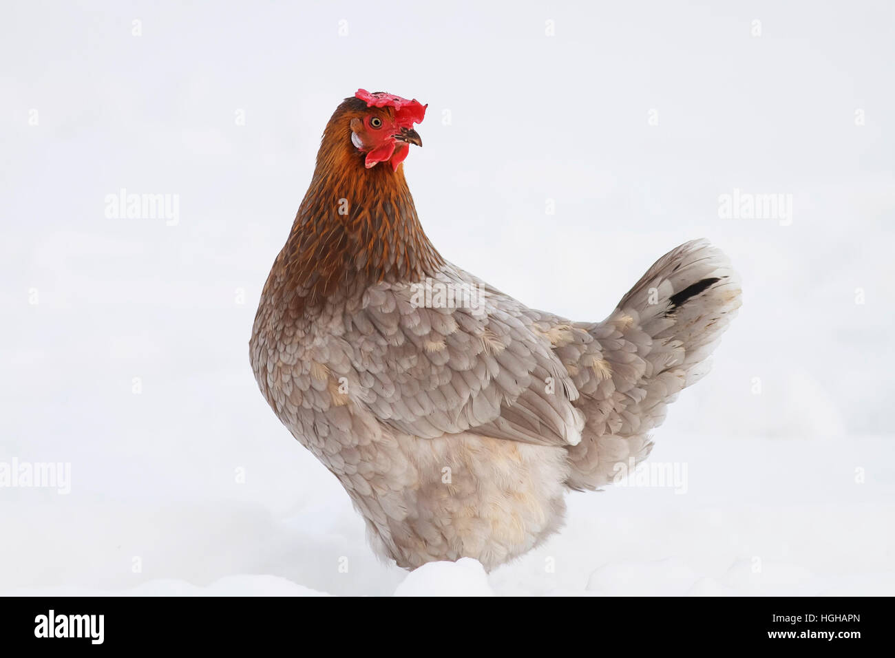 Funny hen walks in winter and white snow Stock Photo - Alamy