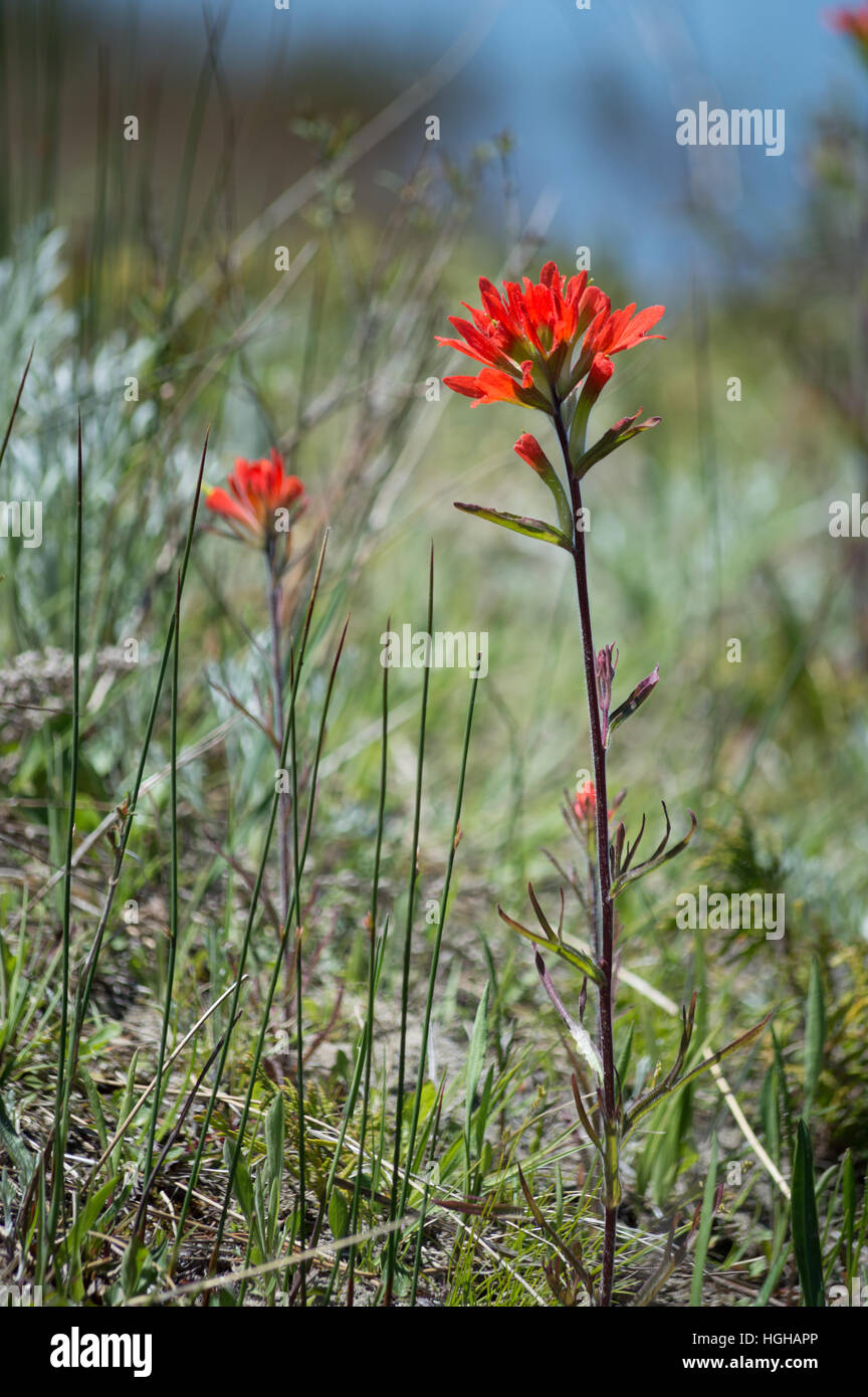Early spring scarlet castilleja, prairie fire, flowers at Dorcas bay ...