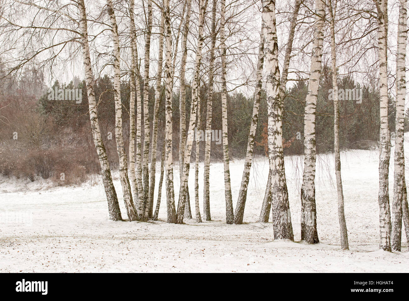 Birch trees in winter hi-res stock photography and images - Alamy