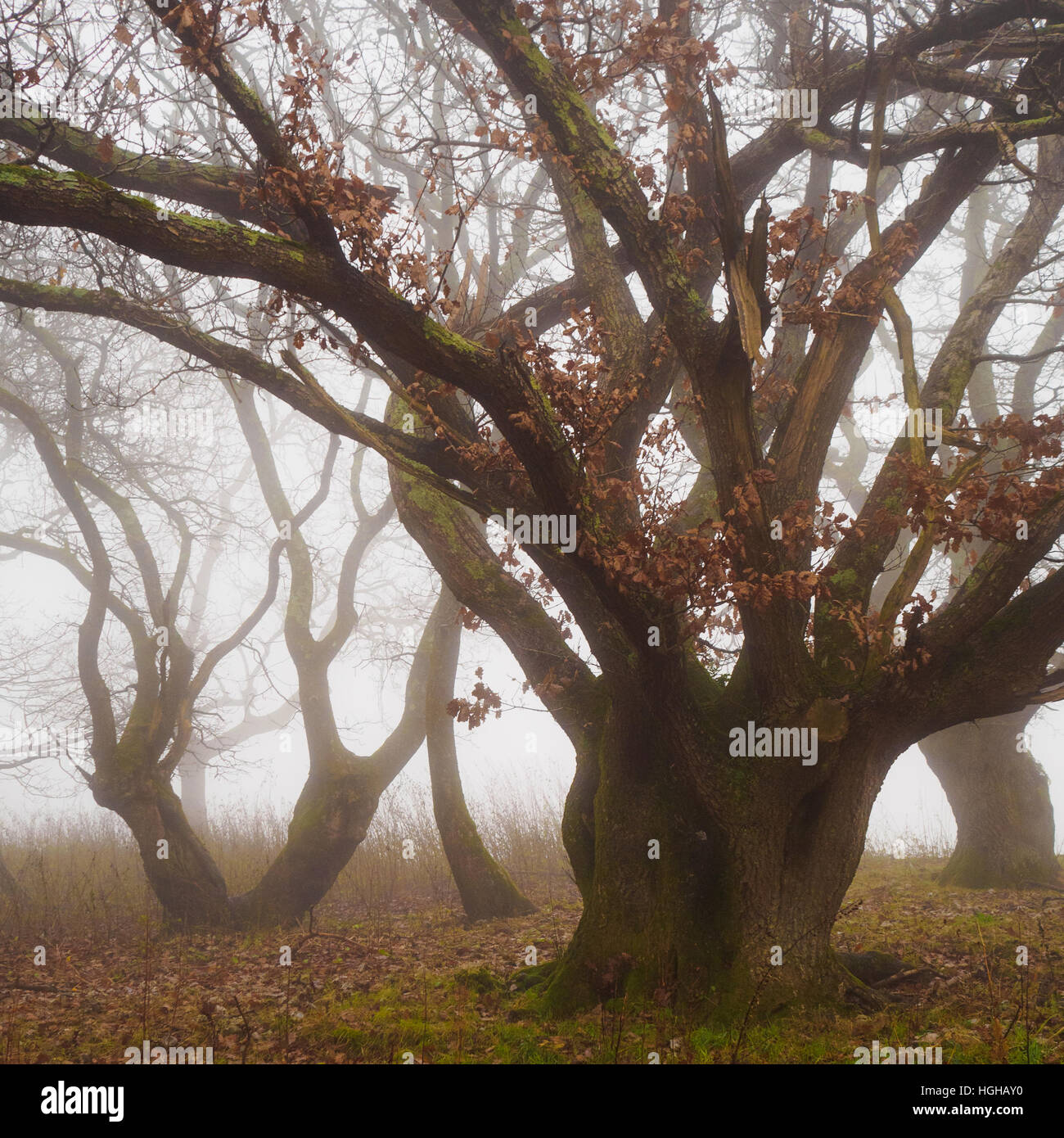 Thick mist hi-res stock photography and images - Alamy