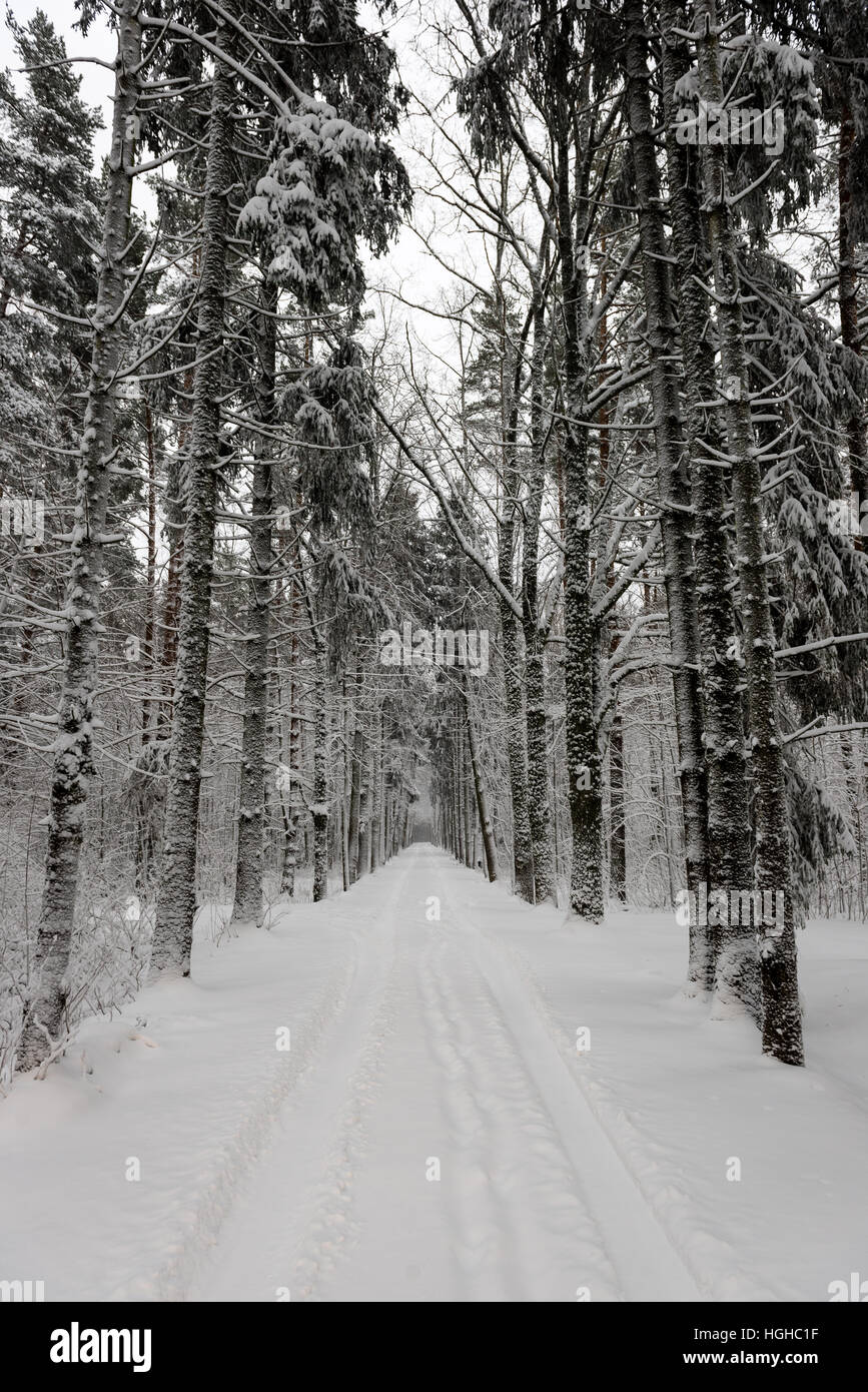 car tire tracks on winter road in deep snow in lonely forest Stock ...