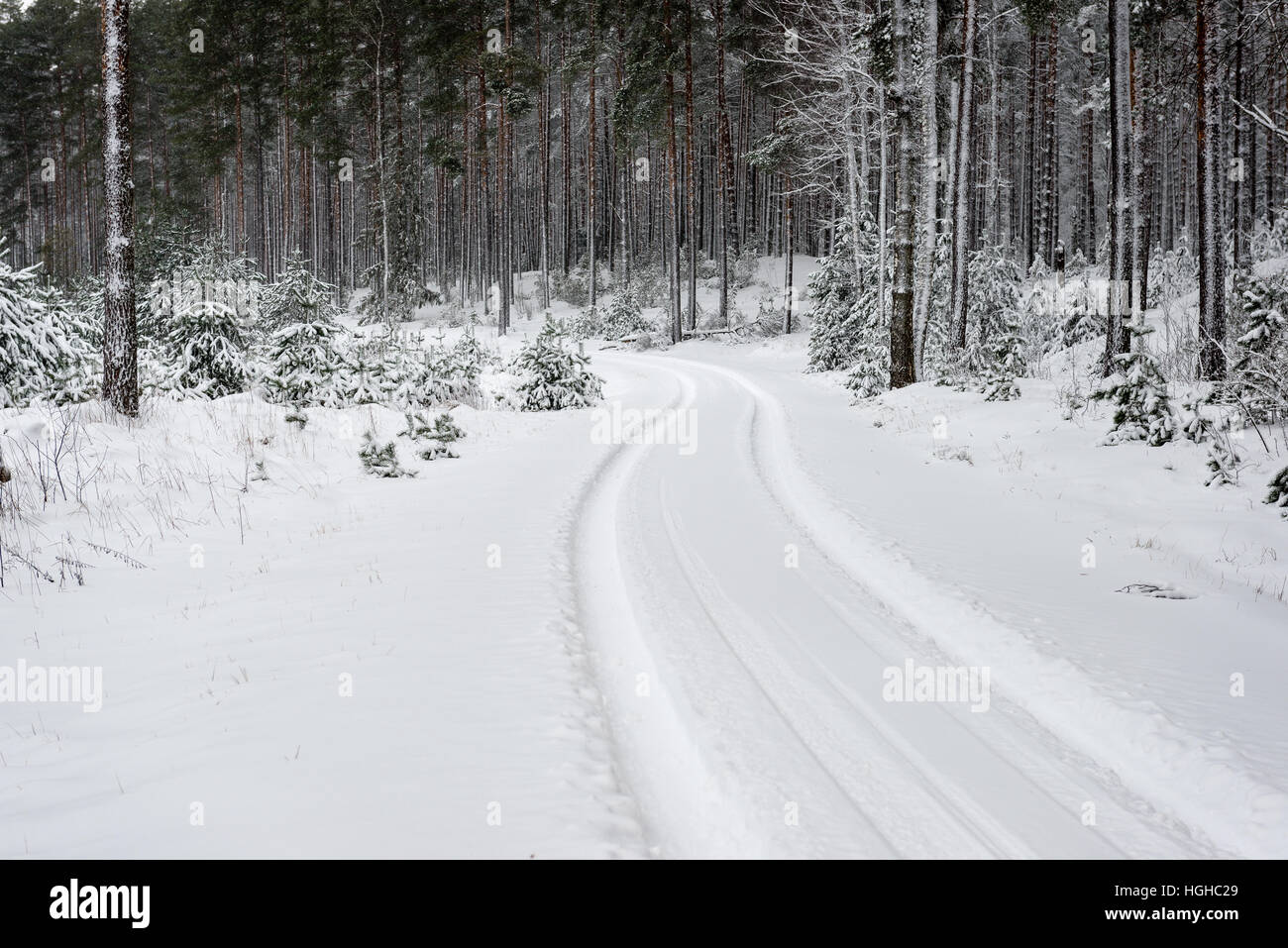 car tire tracks on winter road in deep snow in lonely forest Stock ...