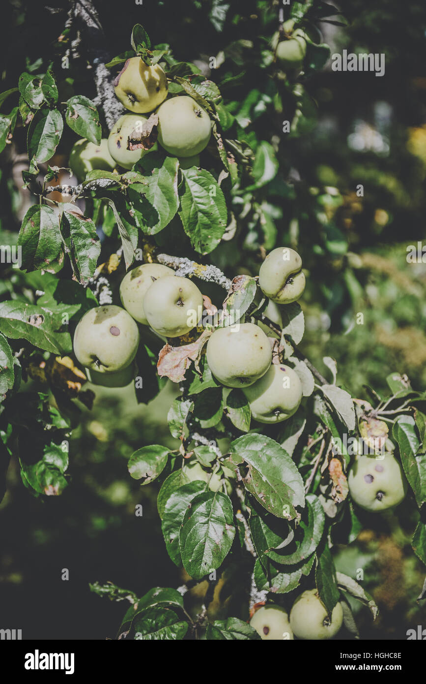 Cluster of apples hanging off apple tree branch Stock Photo - Alamy