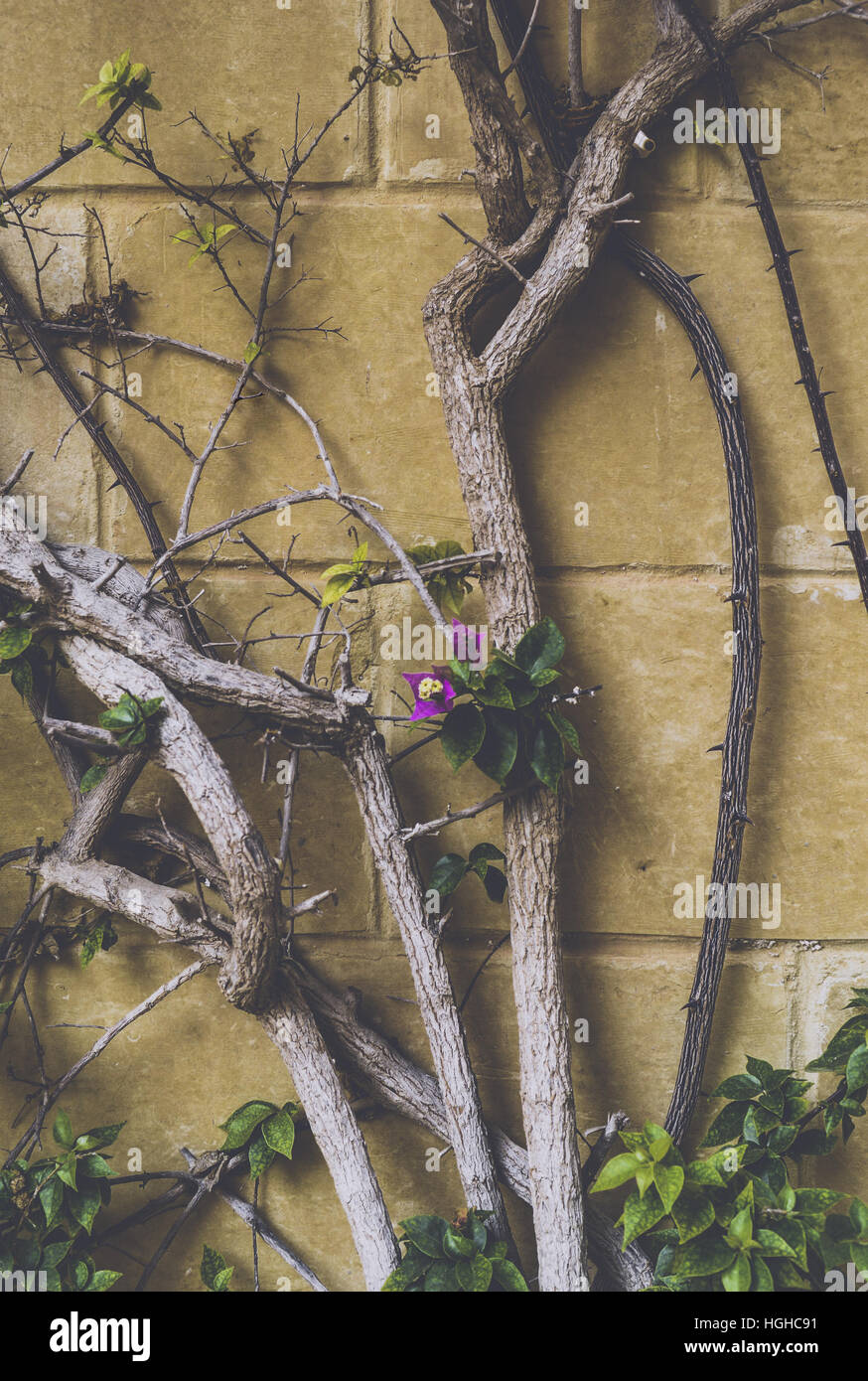 Detail of bush branches Stock Photo - Alamy