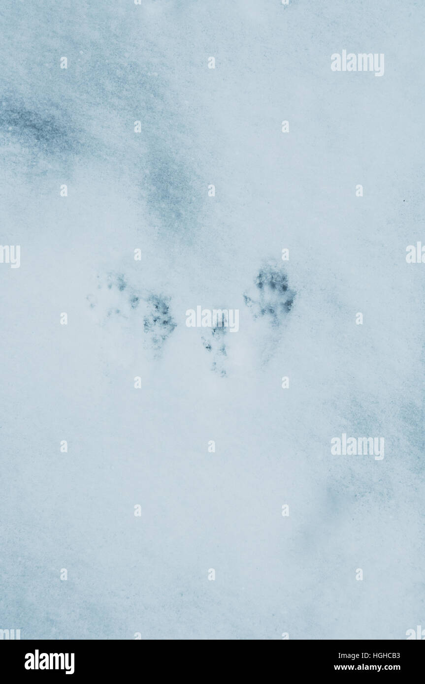 Embossed foot hi-res stock photography and images - Alamy