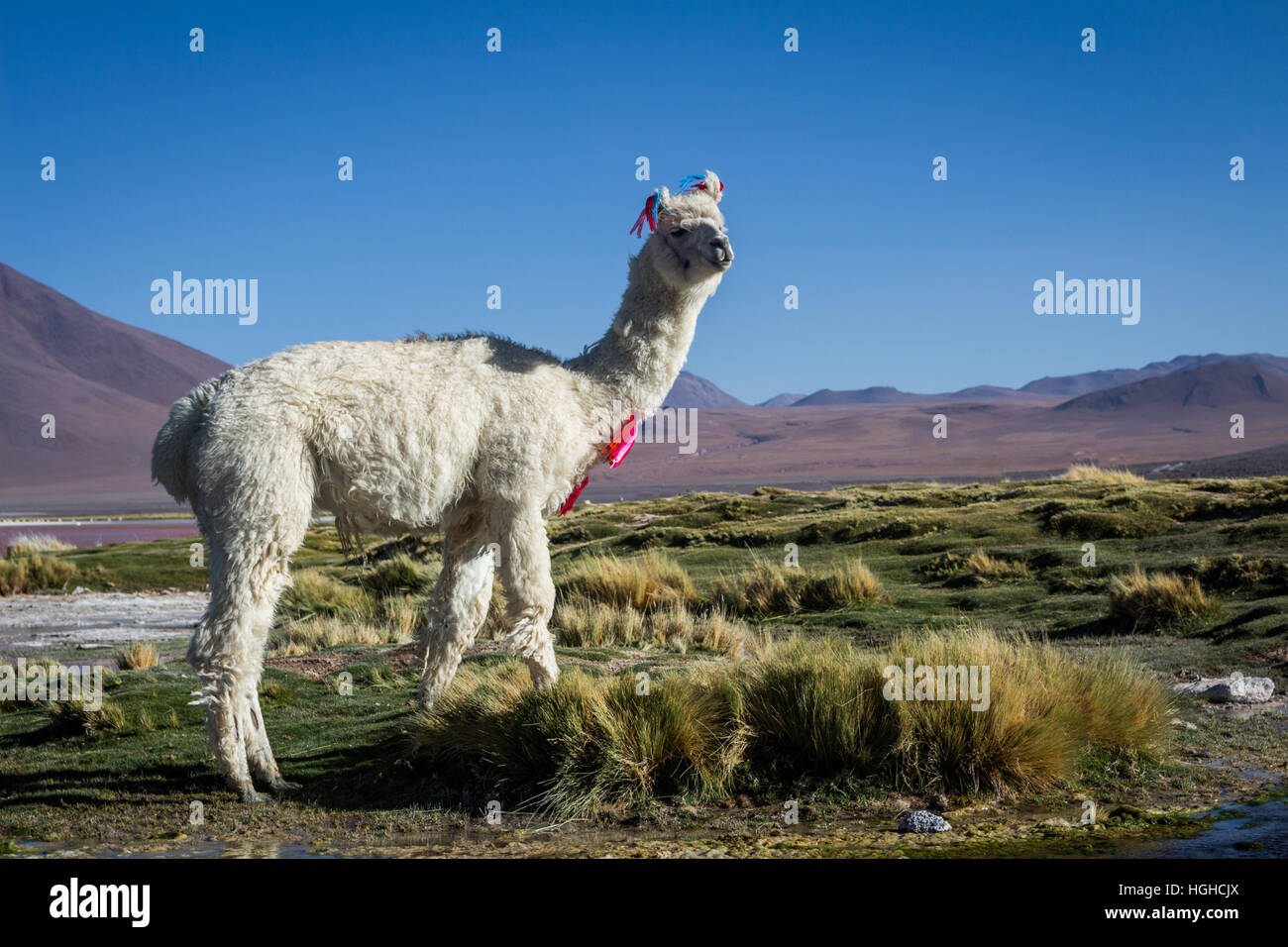 Lama in desert hi-res stock photography and images - Alamy