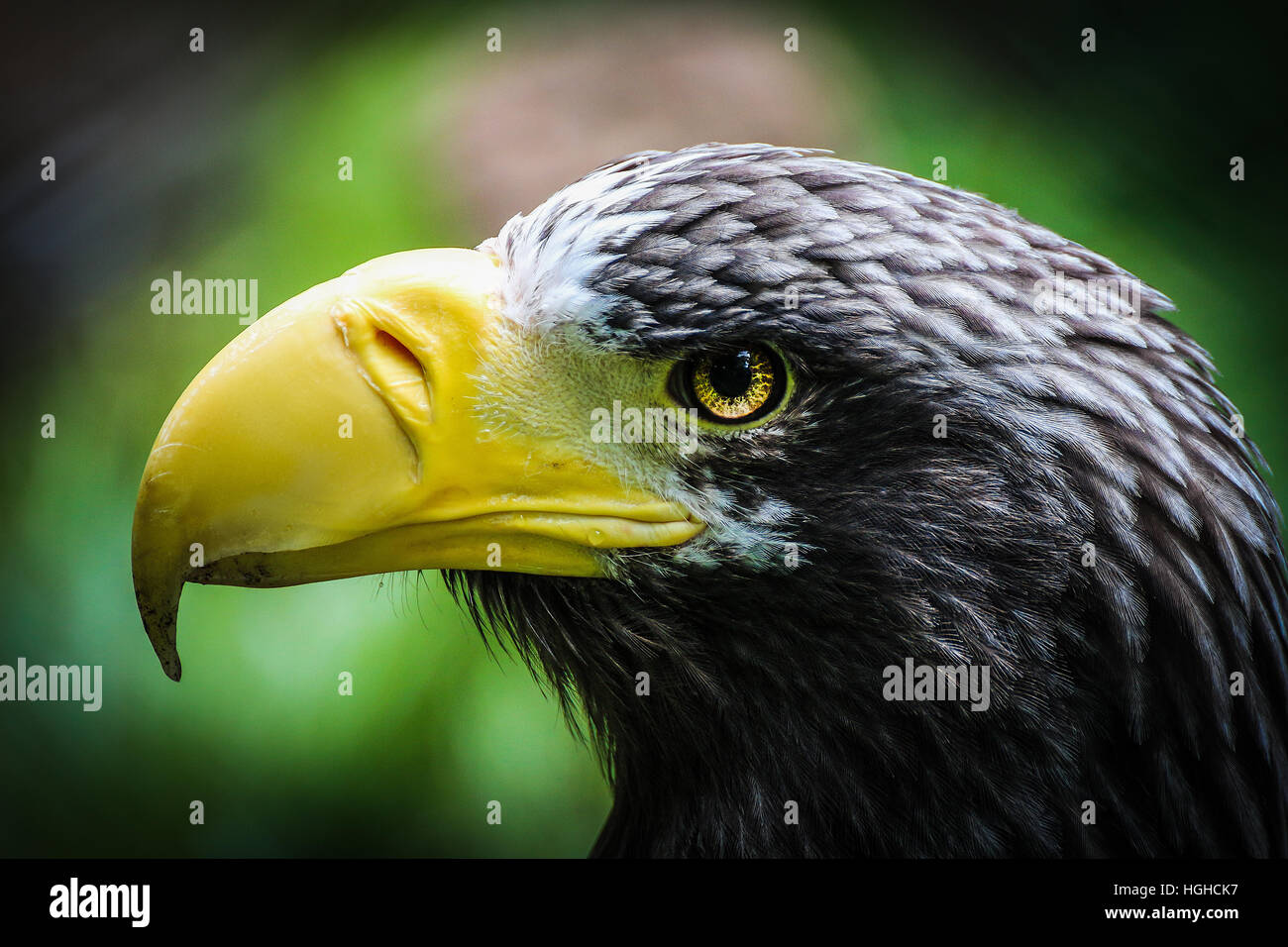 Closeup profile bald eagle hi-res stock photography and images - Alamy