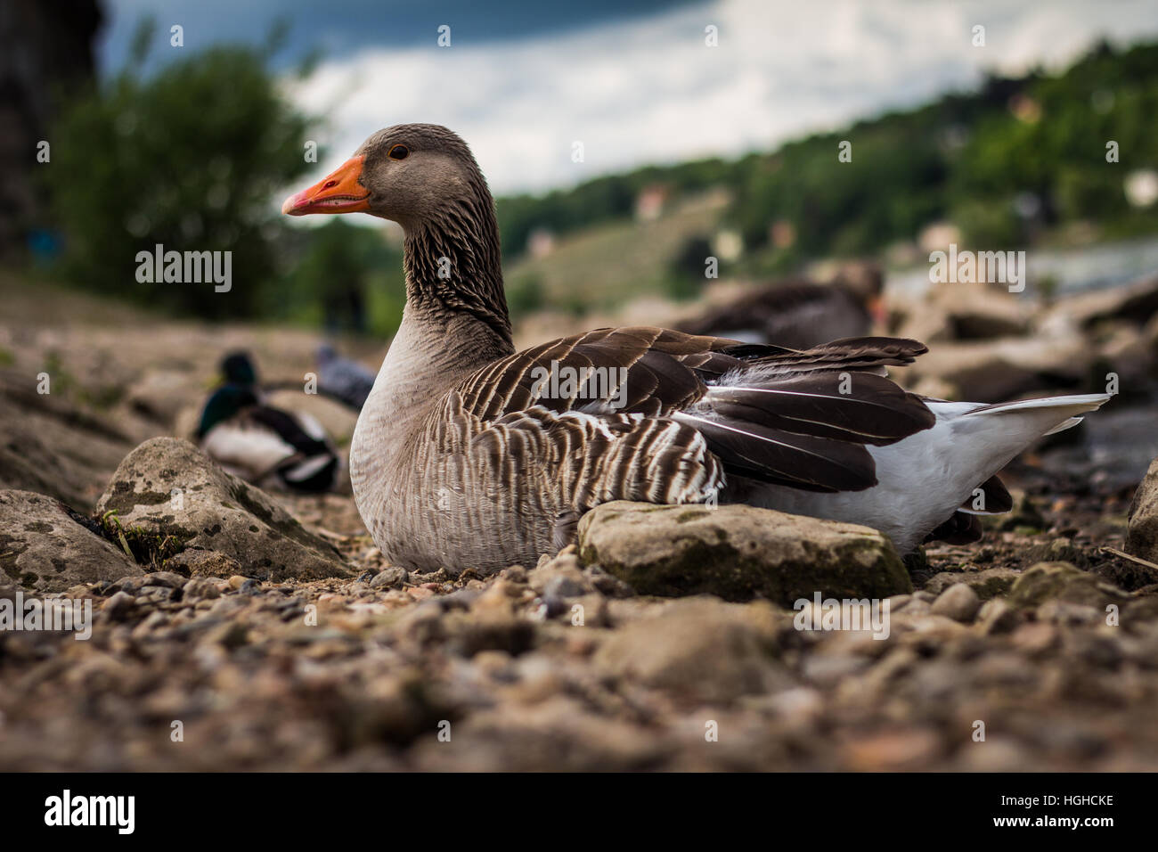 Durck hi-res stock photography and images - Alamy
