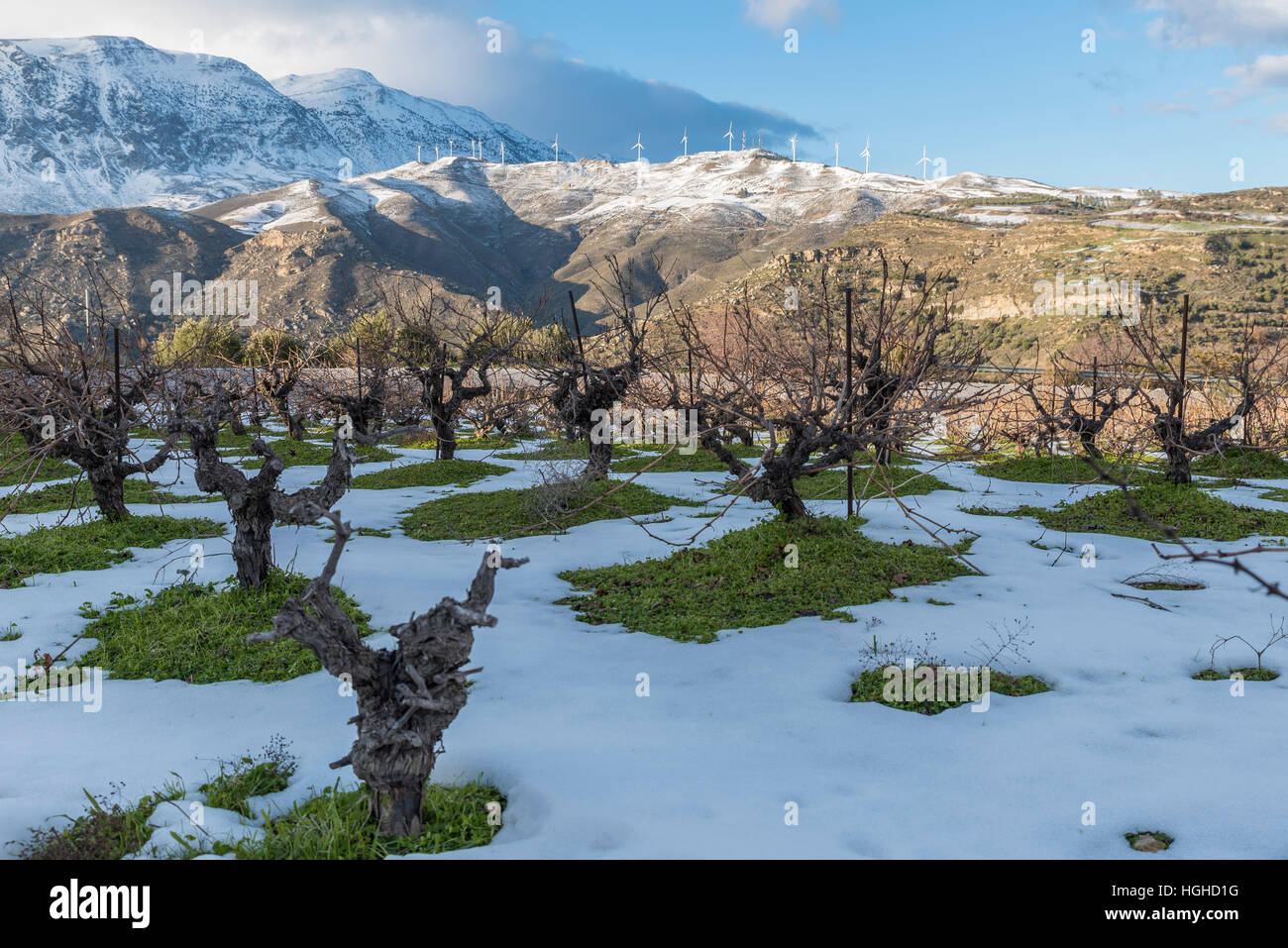 Grapes snow in winter hi-res stock photography and images - Alamy