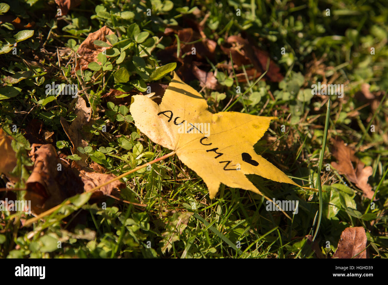 Image of a leaf with the word autumn written over it Stock Photo - Alamy
