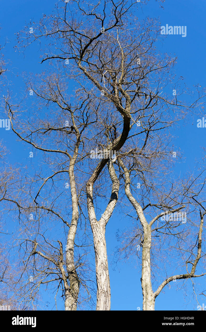 Mature black locust or false acacia tree Robinia pseudoacacia trees in ...