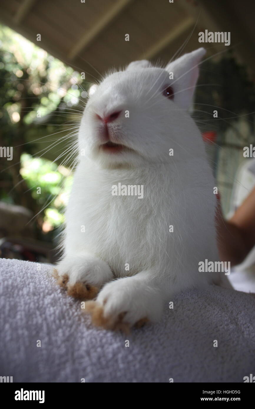 White rabbit sitting on man's lap Stock Photo - Alamy