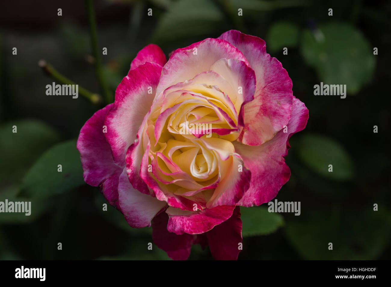 Rose Double Delight Stock Photo - Alamy