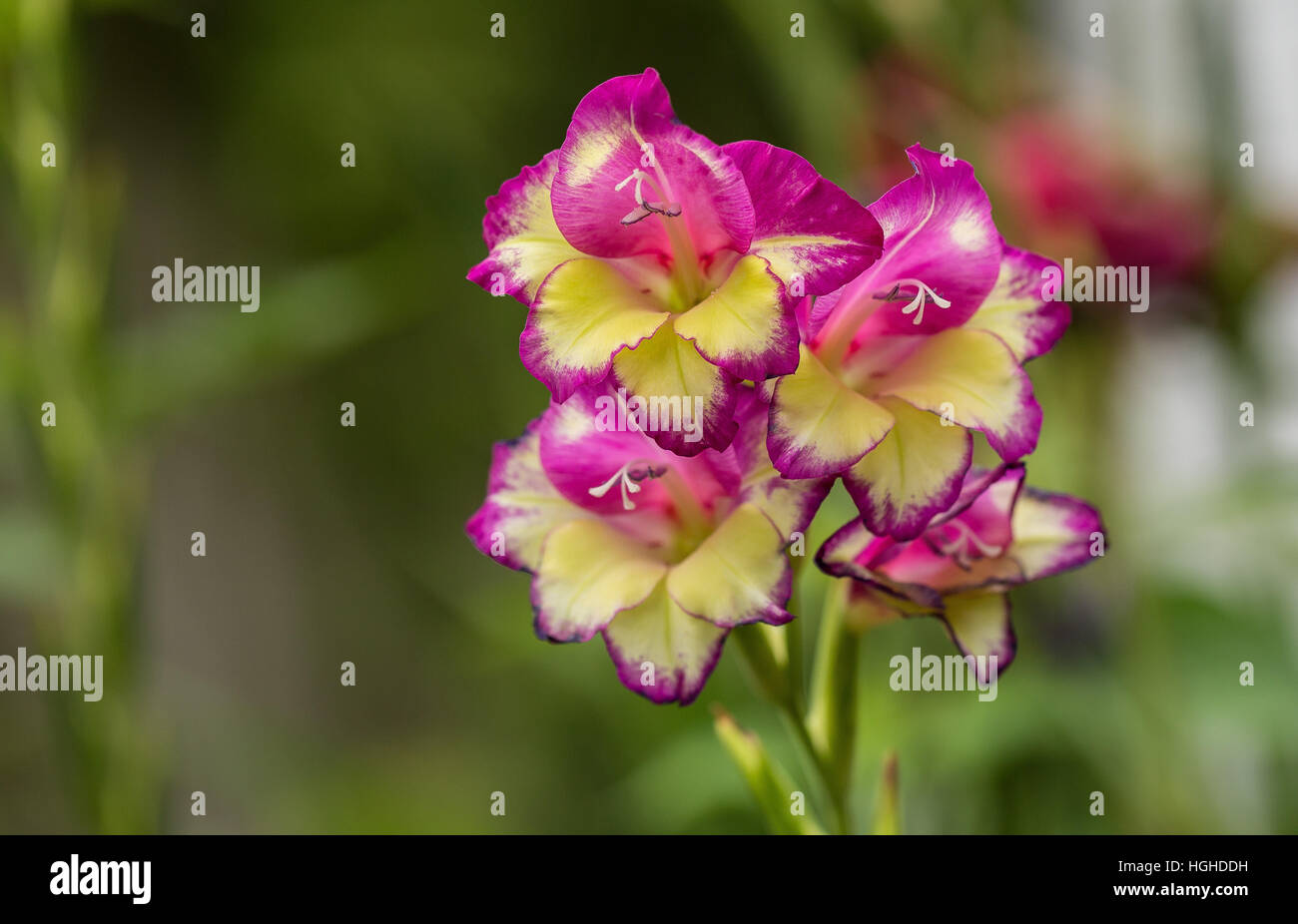 Hybrid Flevo Laguna in flower Stock Photo - Alamy
