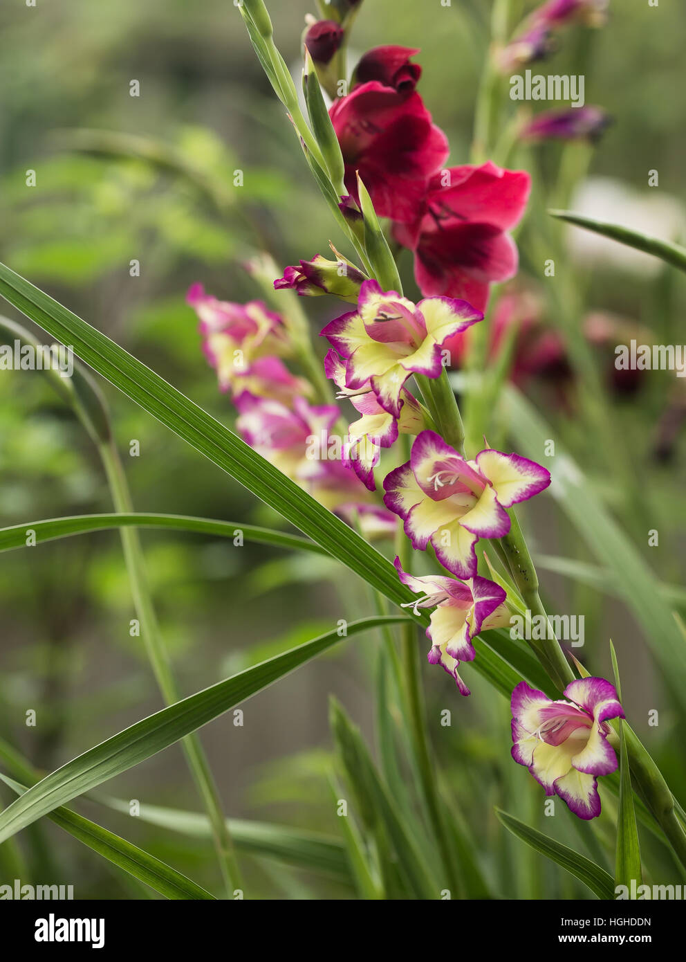 Hybrid Flevo Laguna and Gladiolus Ruby in flower together Stock Photo ...