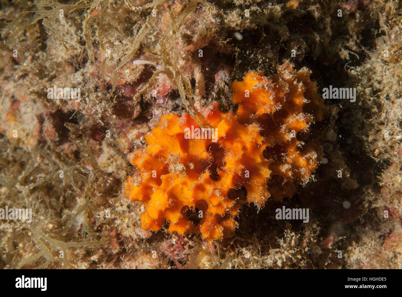 Lumpy hi-res stock photography and images - Alamy