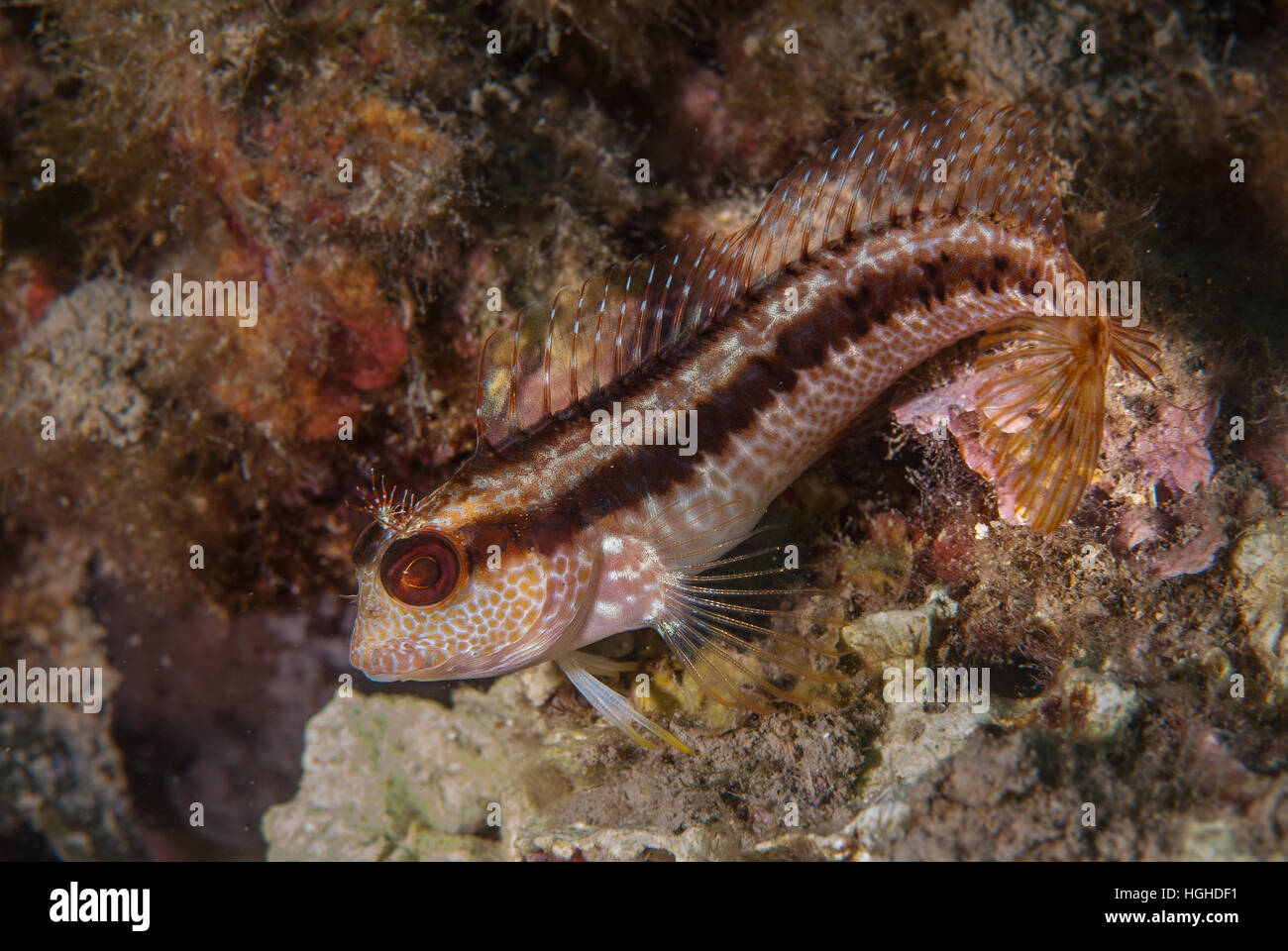 Parablennius rouxi hi-res stock photography and images - Alamy