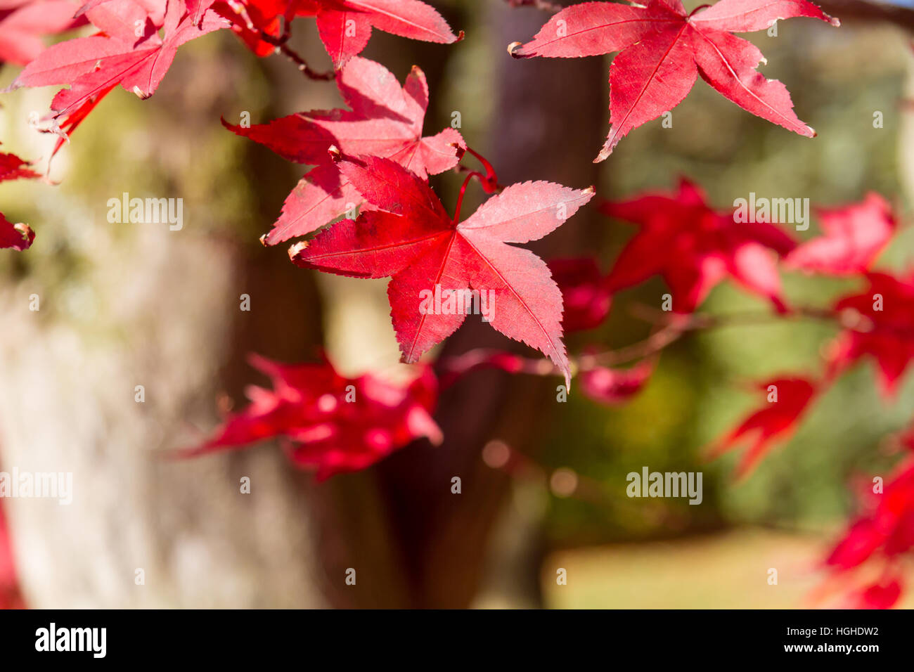 Red Maple Leaves Stock Photo - Alamy