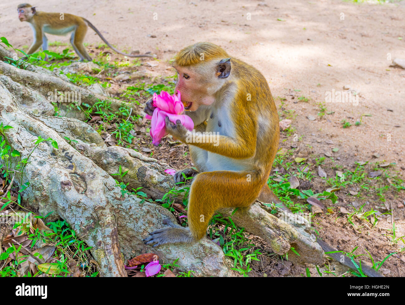 Howler Monkey Eating Flower
