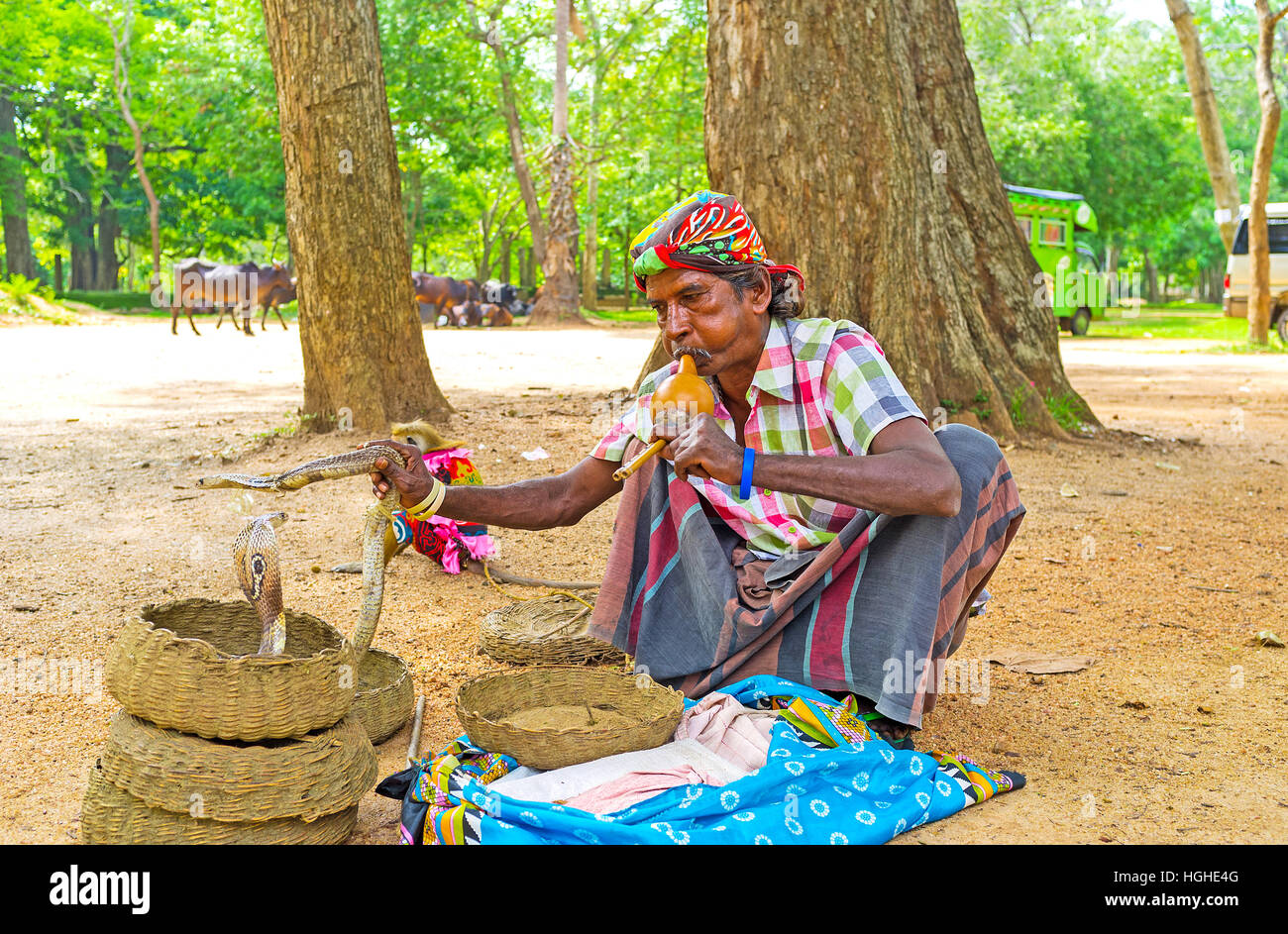 The show of snake charmer, holding the cobra and playing on pungi to ...