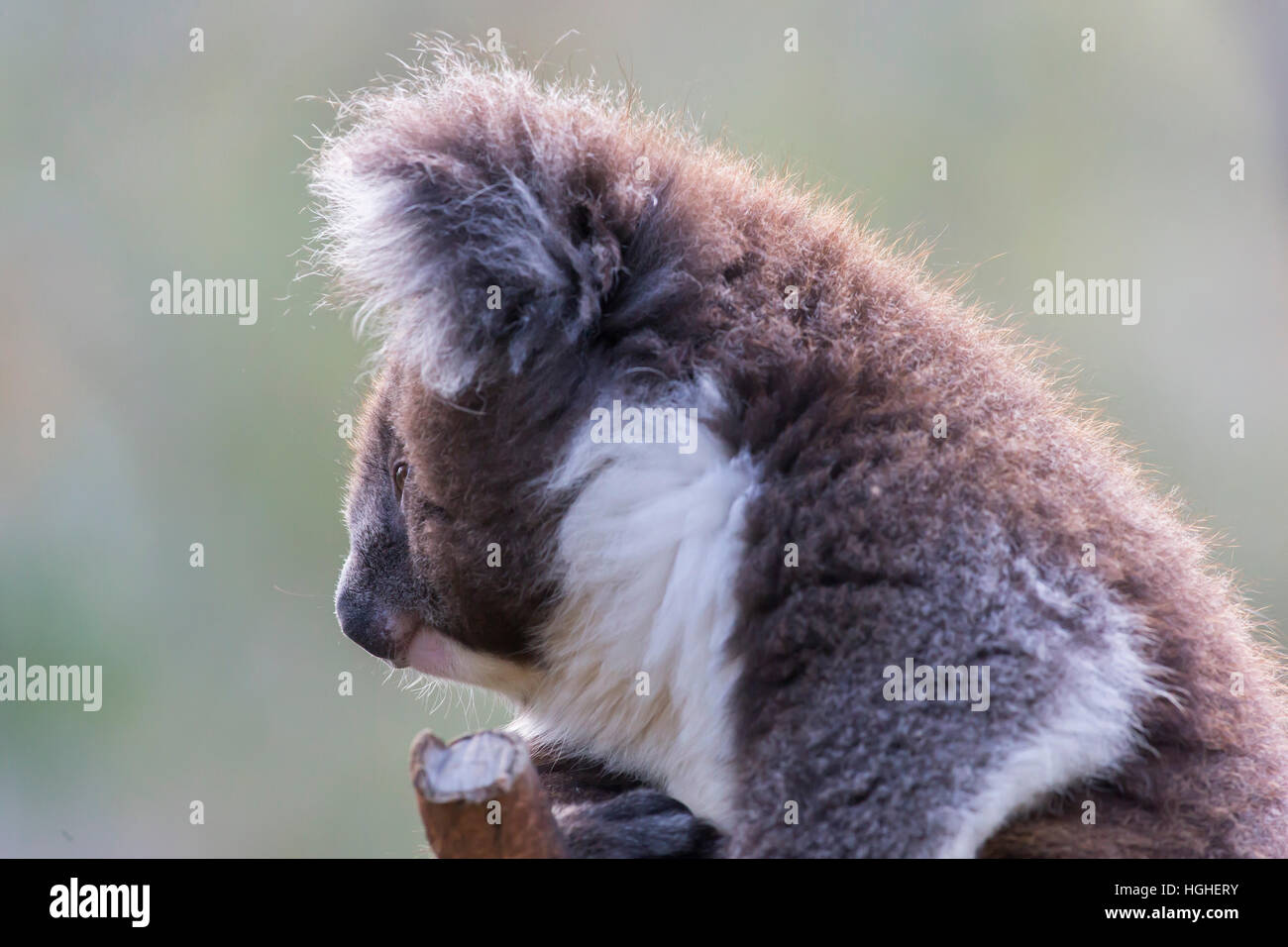 Profile portrait of a Koala bear Stock Photo - Alamy