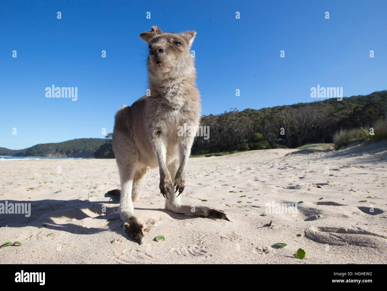 Kangaroo on the beach Stock Photo - Alamy
