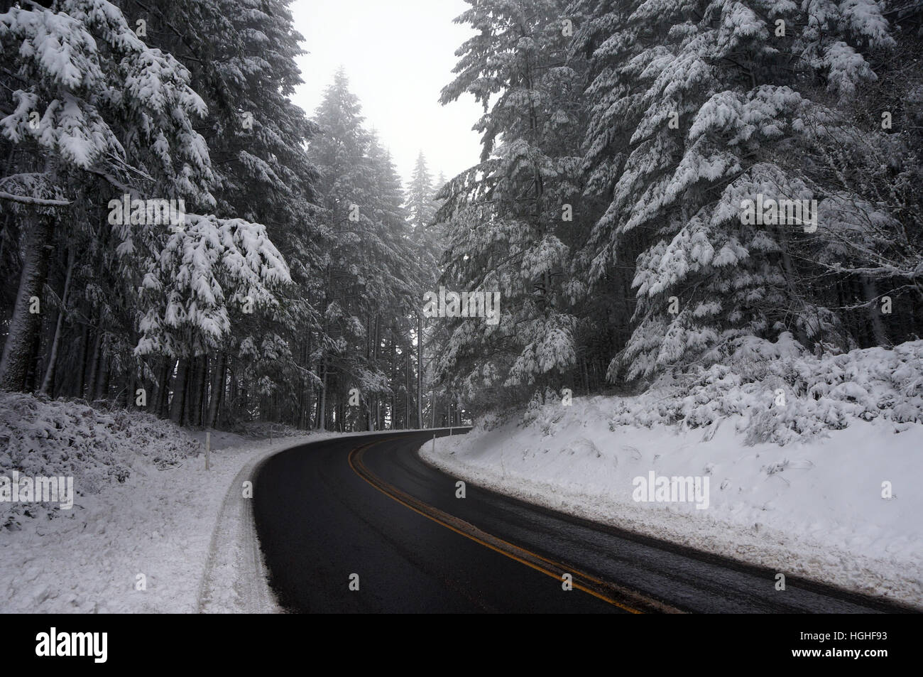 Snowy road trees in hi-res stock photography and images - Alamy