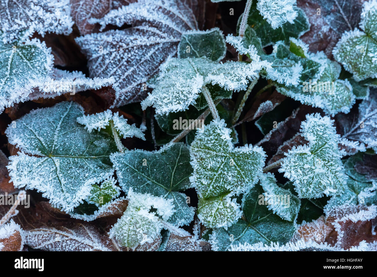 picture of ivy leaves with hoarfrost in winter Stock Photo - Alamy