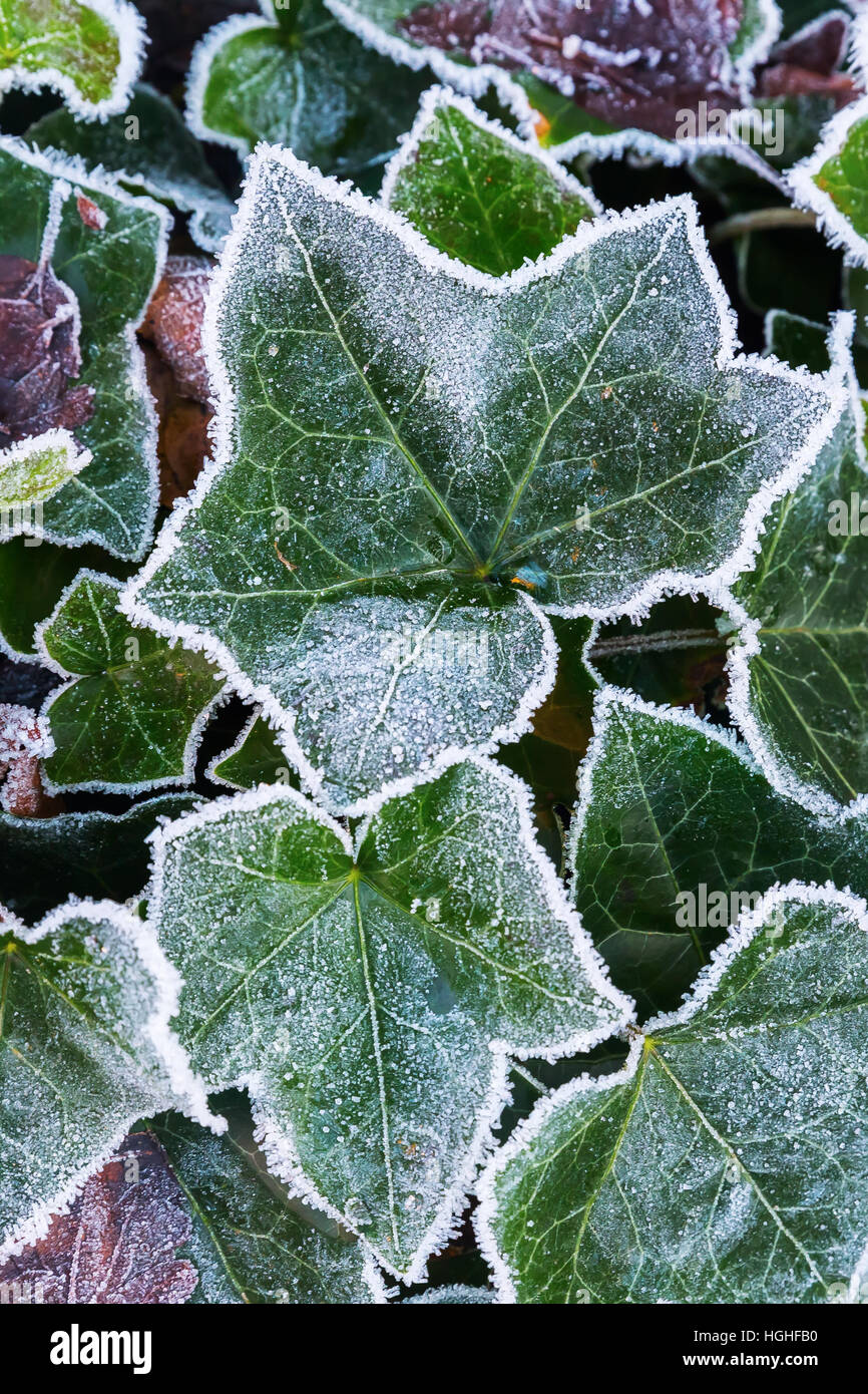 picture of ivy leaves with hoarfrost in winter Stock Photo - Alamy