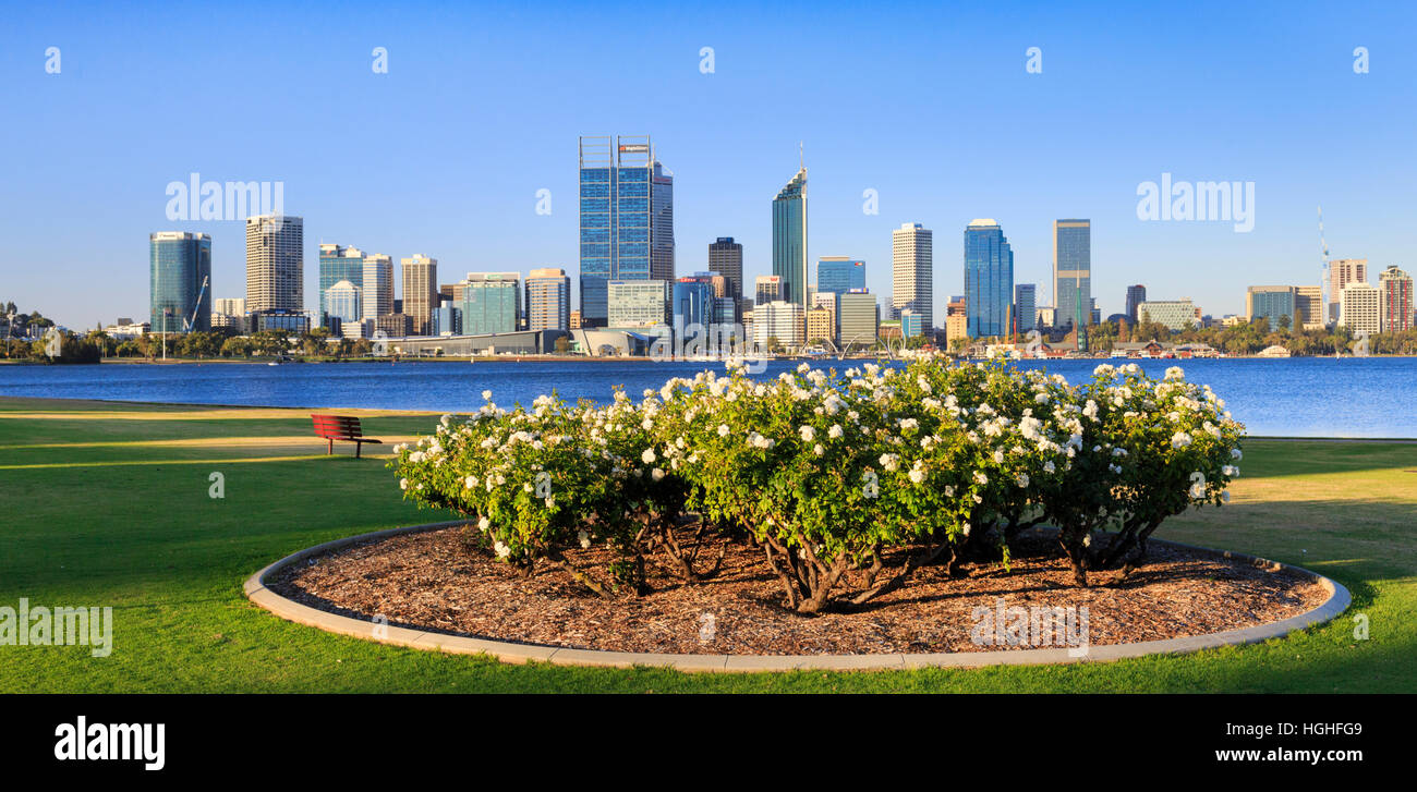A bed of roses on South Perth Esplanade with the Swan River and Perth ...