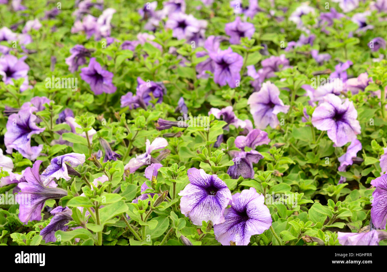 many beautiful flowers in a garden Stock Photo - Alamy
