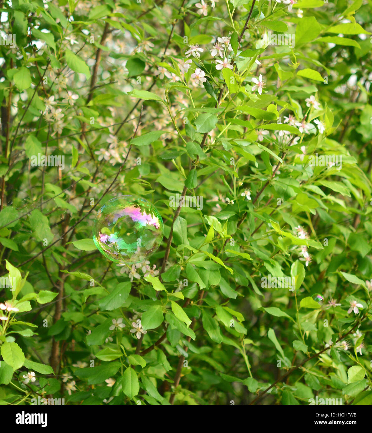 bubbles on a background of green trees Stock Photo - Alamy