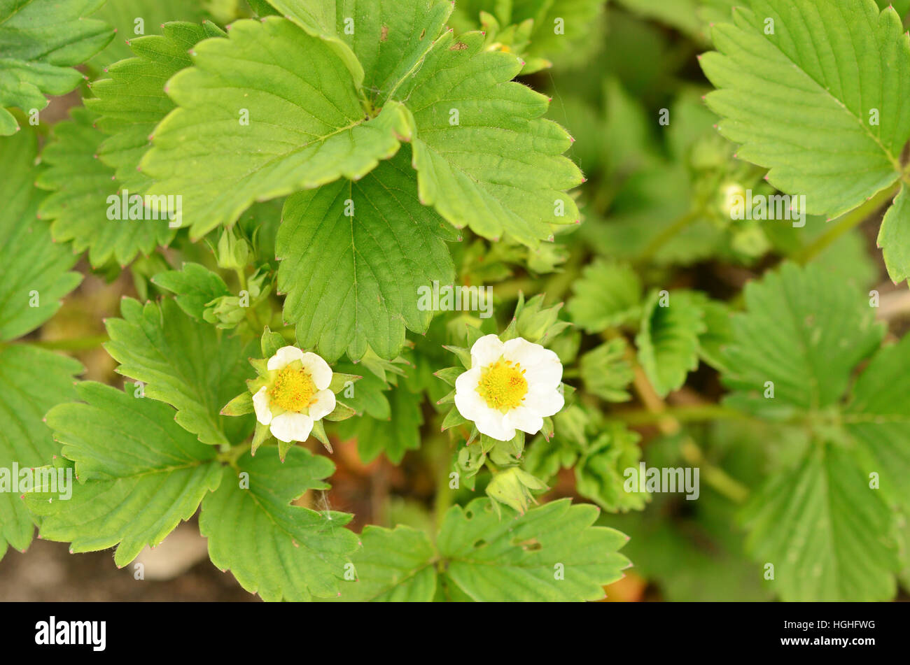 bush of strawberry Stock Photo - Alamy