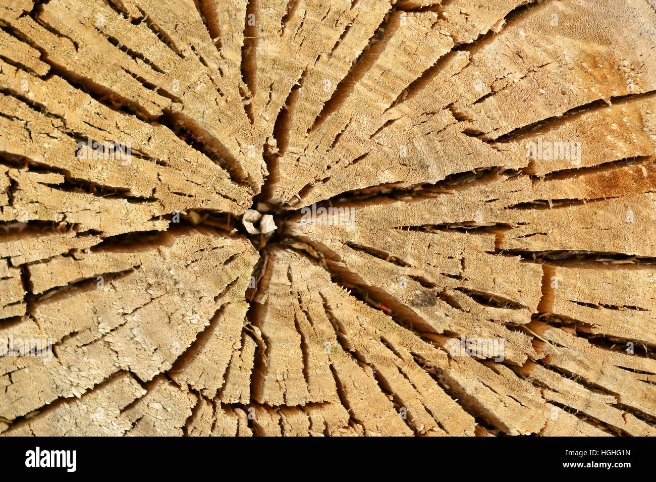 wood texture of cutted tree trunk, close-up Stock Photo - Alamy