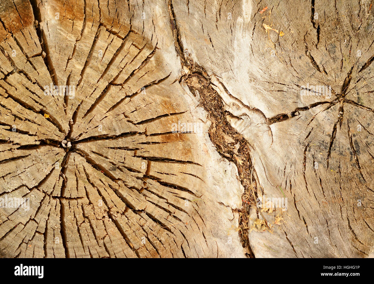 wood texture of cutted tree trunk, close-up Stock Photo - Alamy