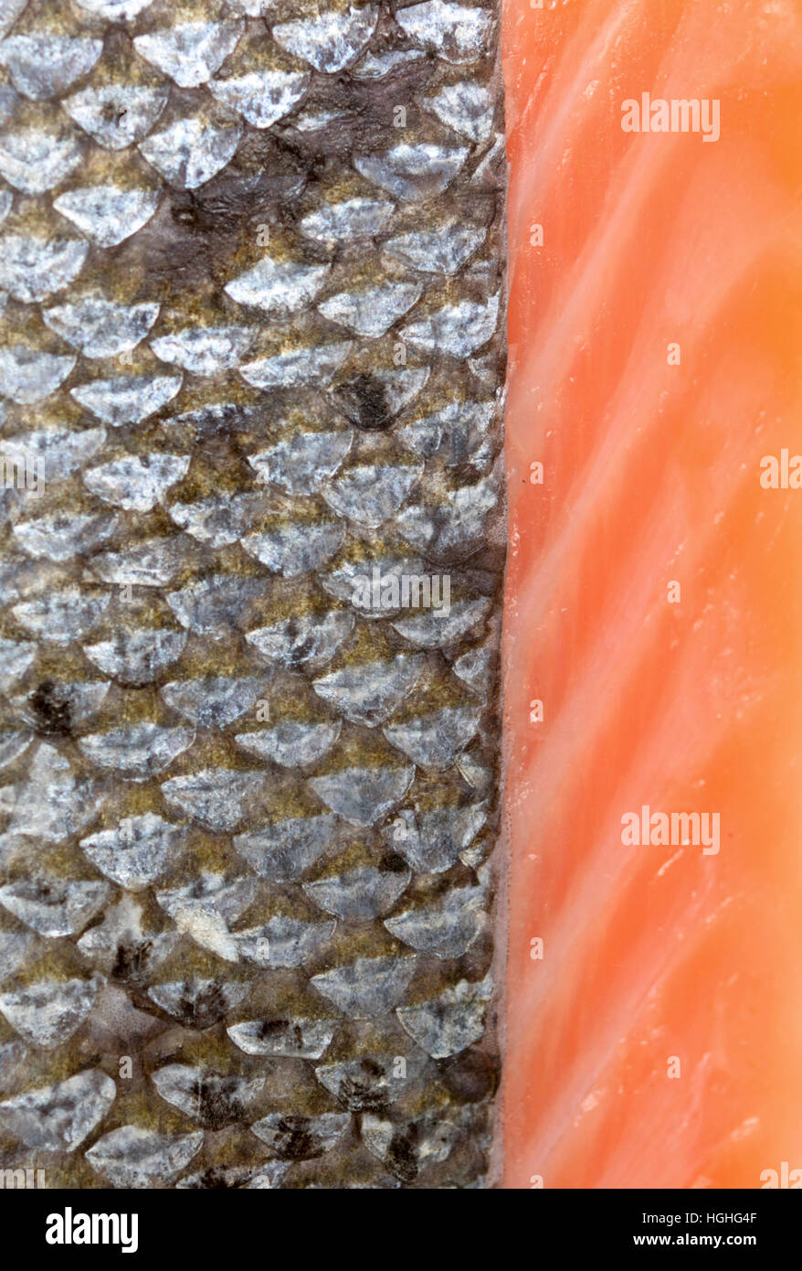 salmon fish scales on white Stock Photo - Alamy