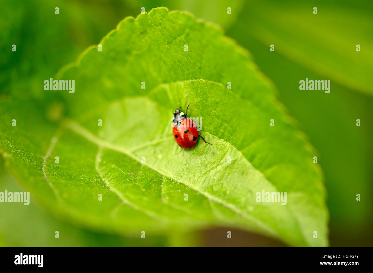 ladybug on an apple leaf Stock Photo - Alamy