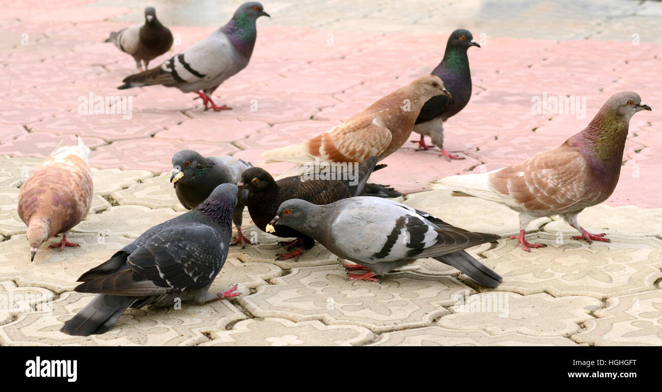 group of pigeons Stock Photo - Alamy
