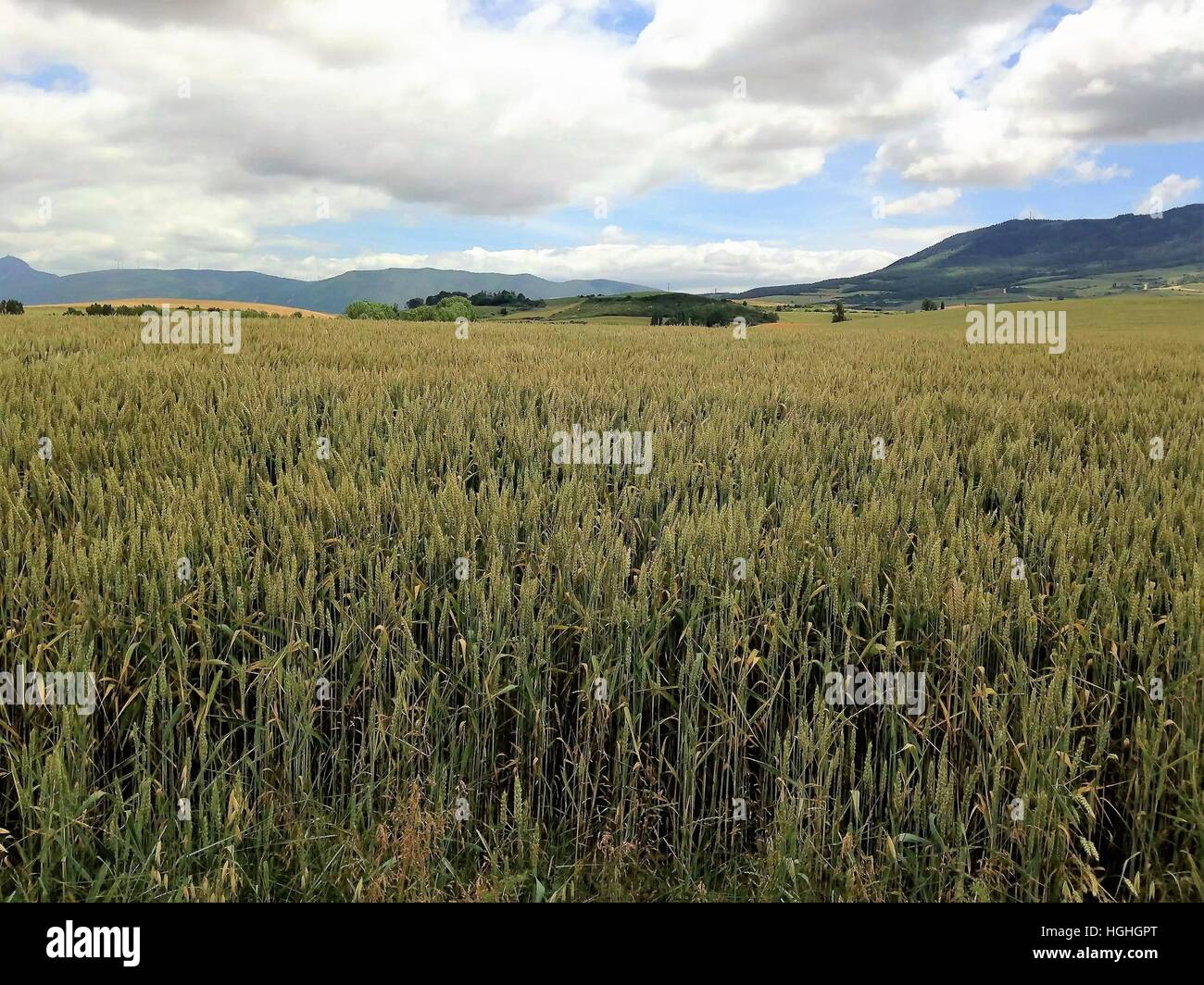 June field hi-res stock photography and images - Alamy