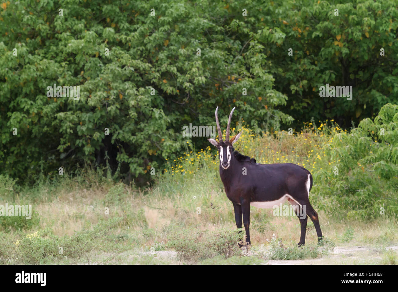 Okavango delta safari hi-res stock photography and images - Alamy