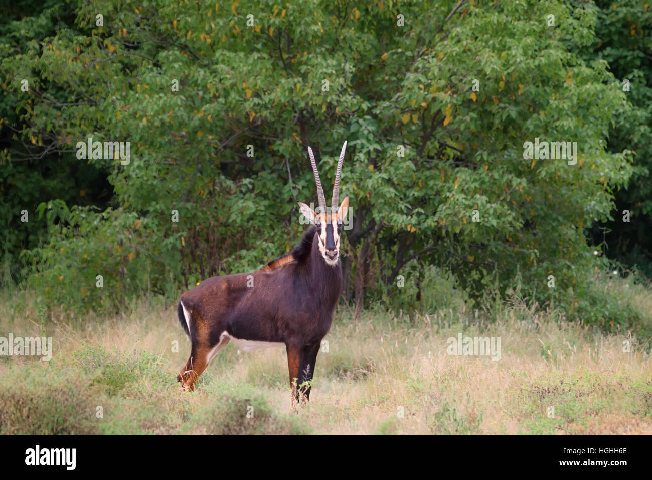 Female sable antelope in the Okavango Delta, Botswana Stock Photo - Alamy