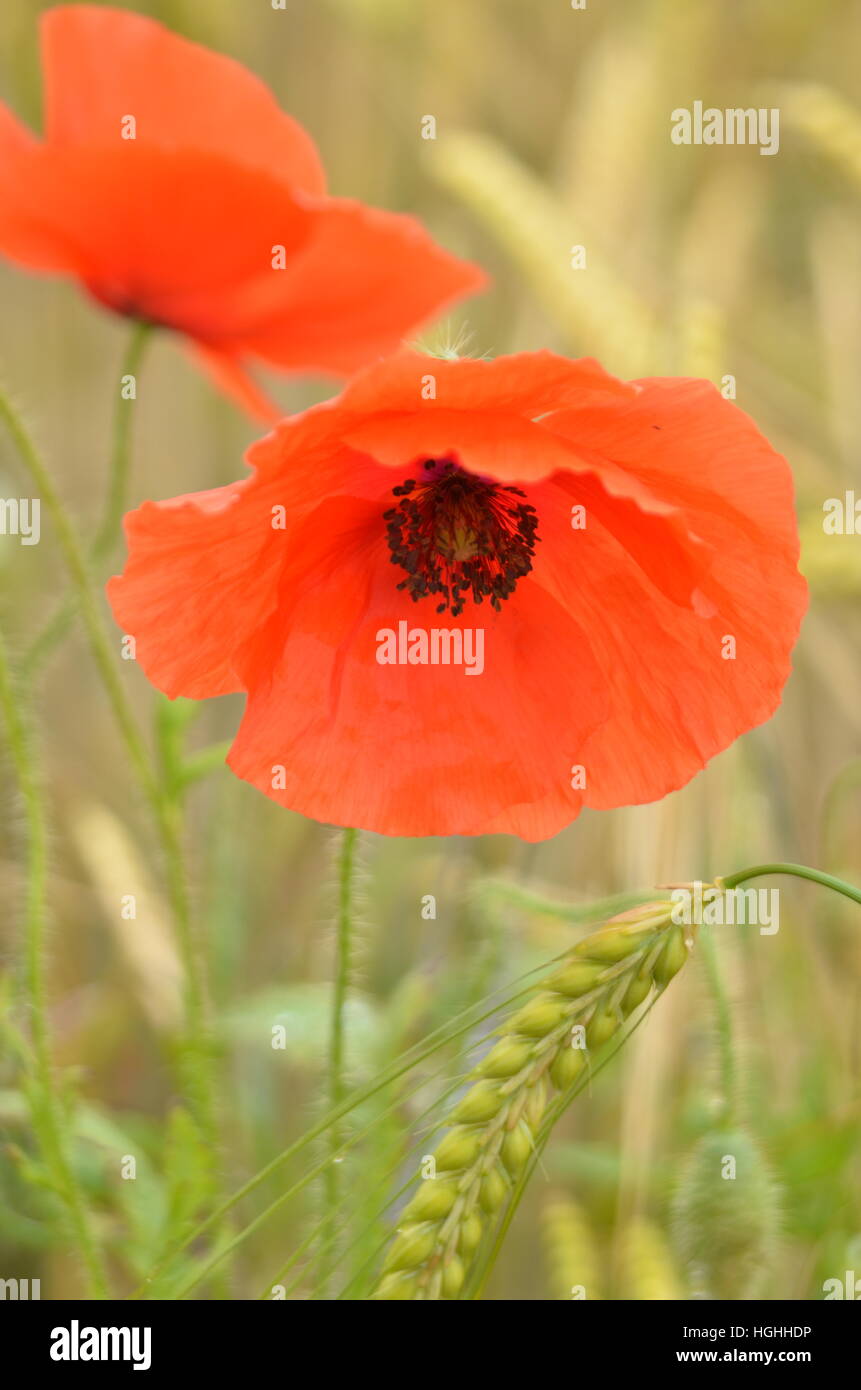 Field red poppies in soft hi-res stock photography and images - Alamy