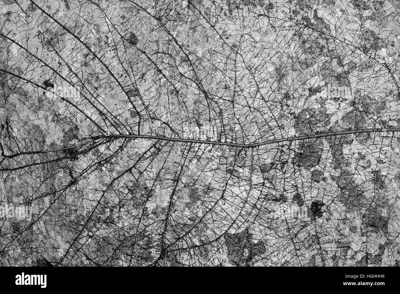 Tree root pattern High Resolution Stock Photography and Images - Alamy
