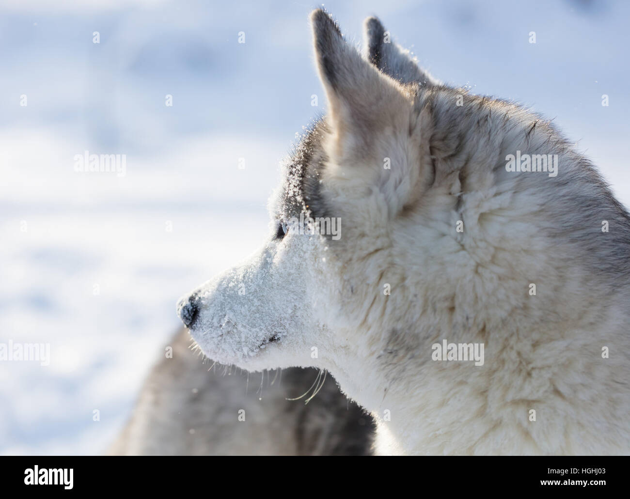 Husky puppy cold cute portrait hi-res stock photography and images - Alamy